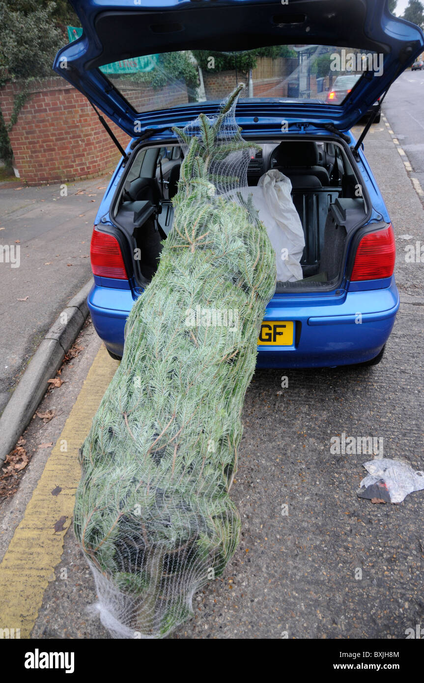 Christmas tree ready to be loaded into car boot, in preparation for the ...