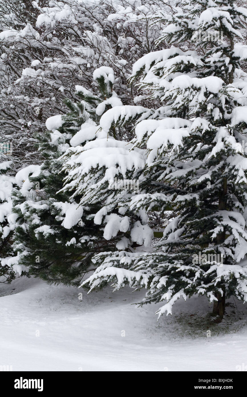 Tree with snow on it in winter Stock Photo - Alamy