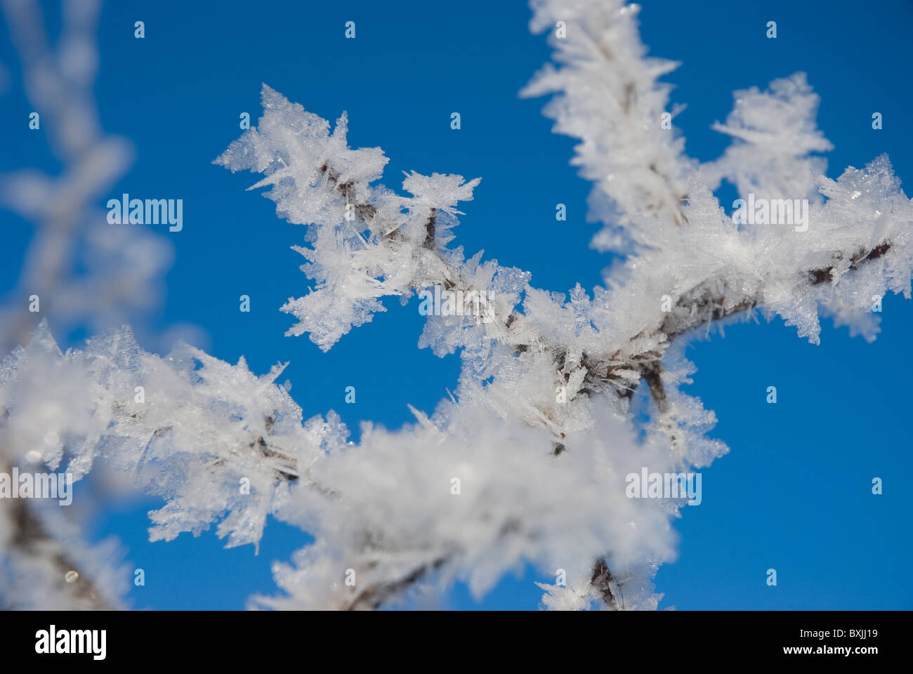 Close up of hoar frost, fragile ice formations on tree branches Stock ...