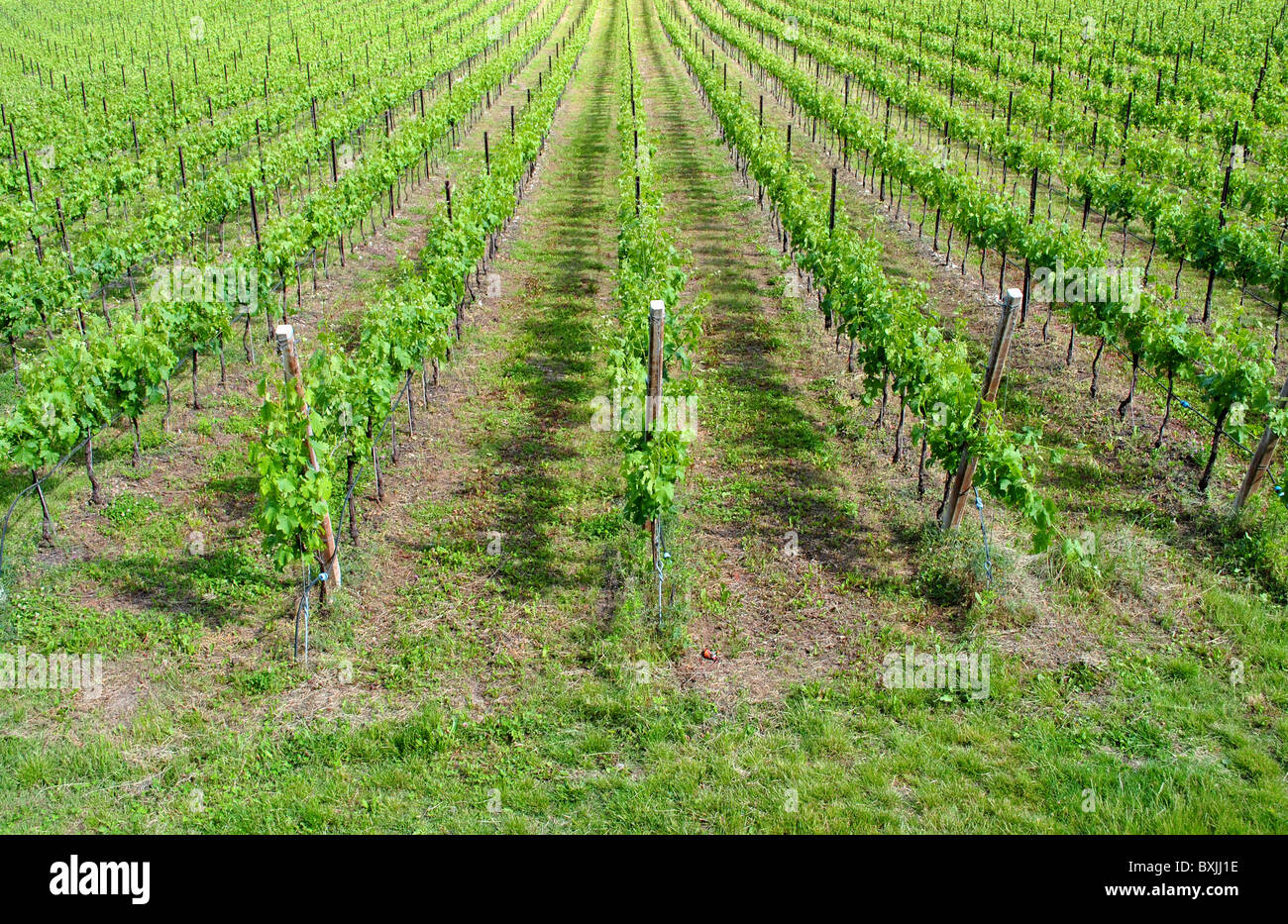 chardonnay grape vines in the spring campaign in the Trentino Altoadige ...