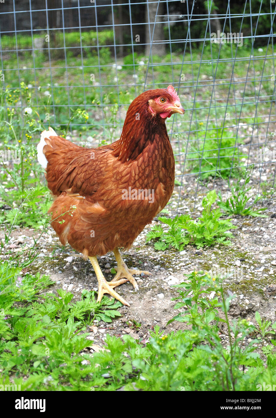 hen for the production of man brought up on land in farming household ...