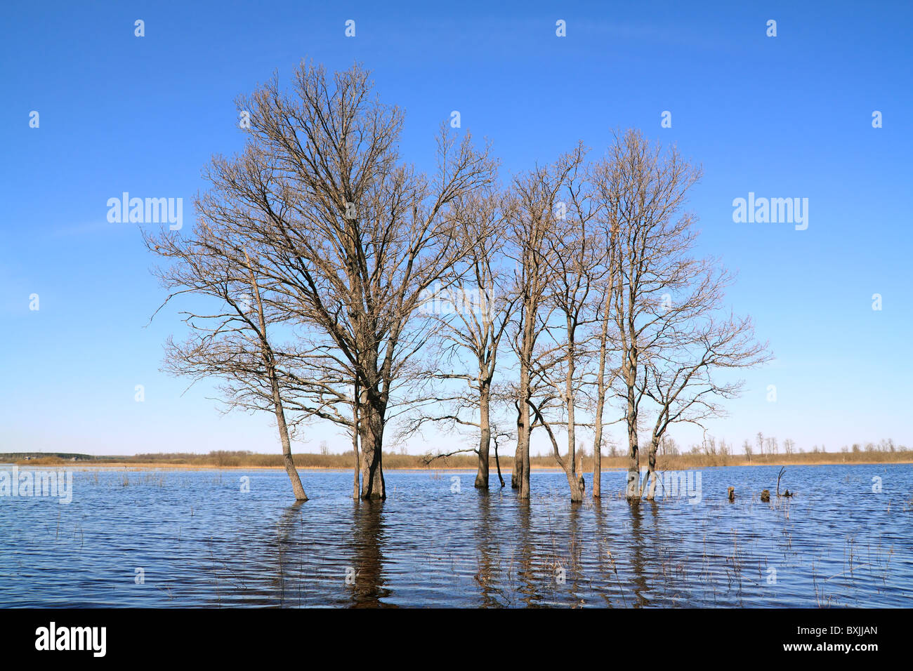 tree in water Stock Photo - Alamy