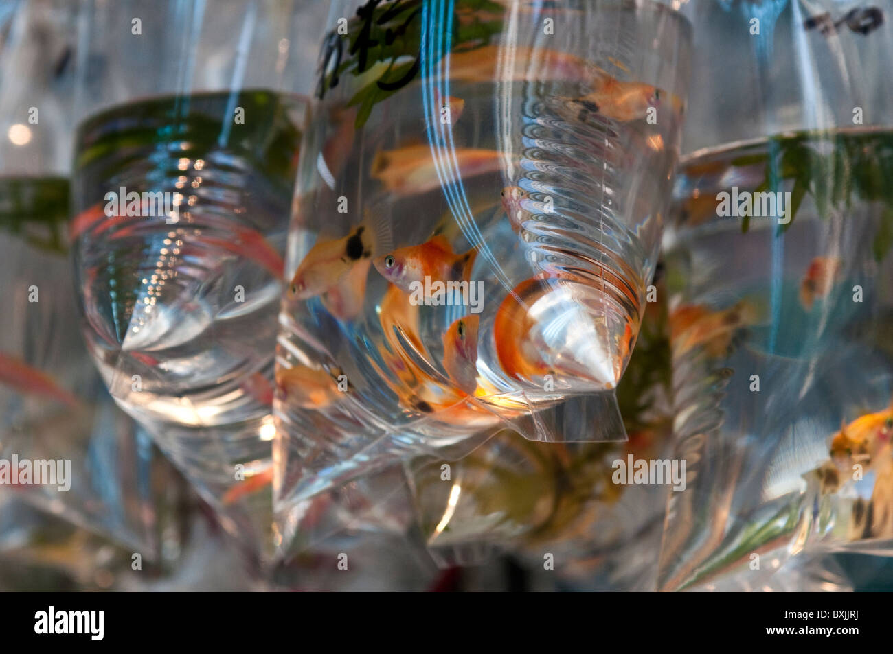 Small fish in plastic bags at Fish Market, Mong Kok, Kowloon, Hong Kong ...