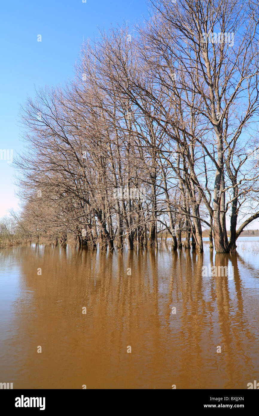 flood in oak wood Stock Photo - Alamy