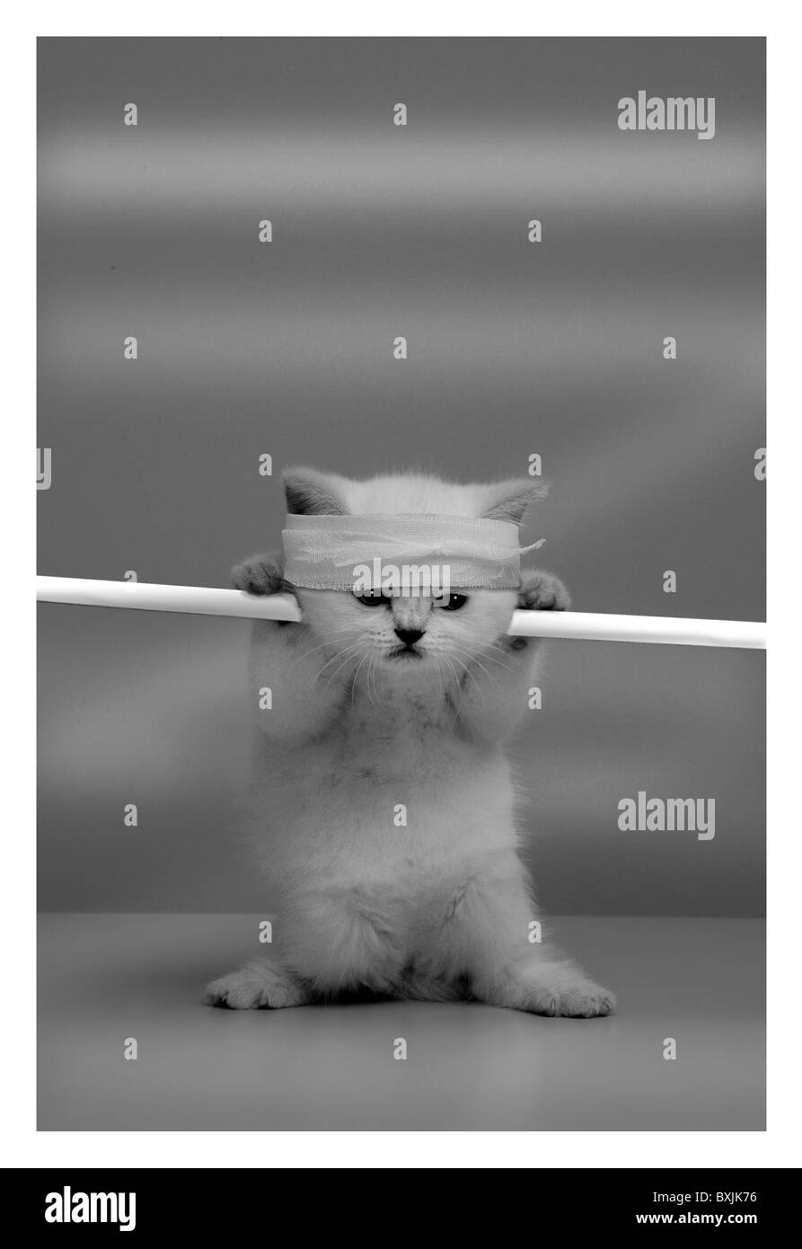 HEALING WHITE KITTEN Stock Photo - Alamy