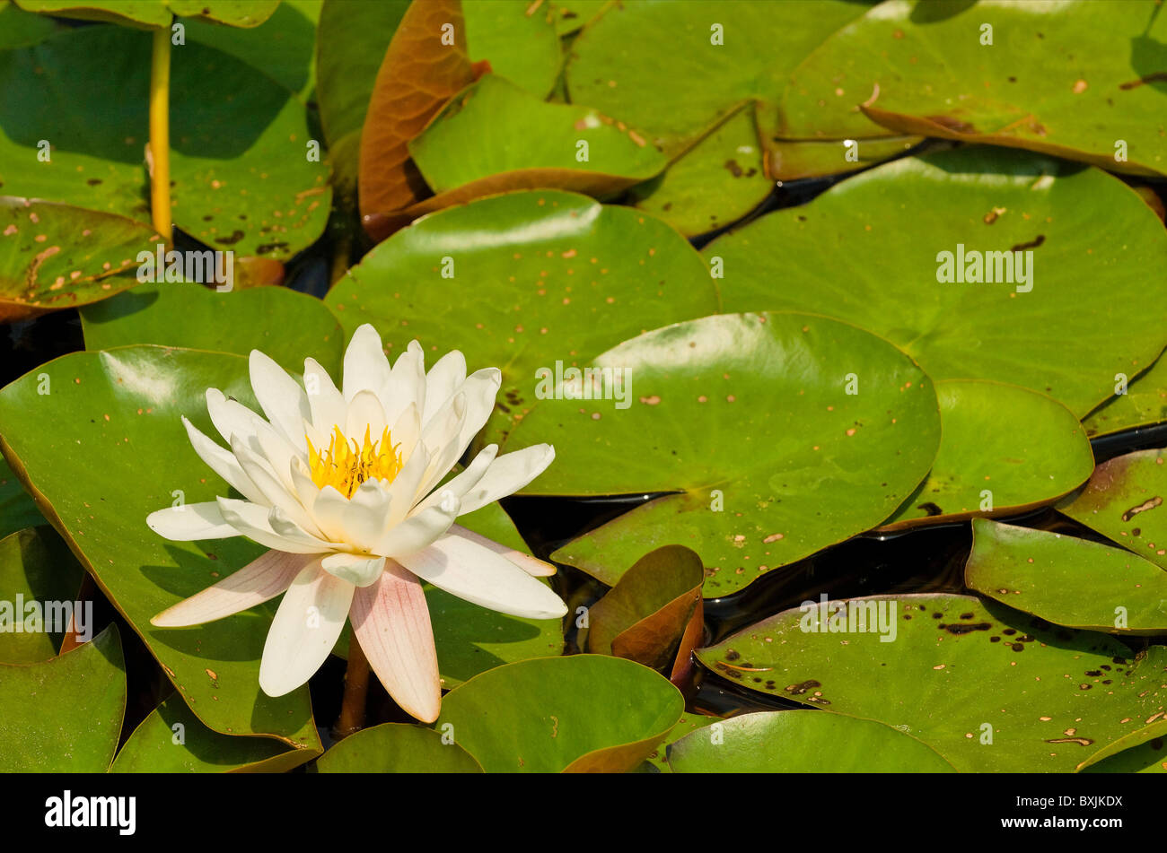 Water lily Nymphaea tetragona Stock Photo - Alamy