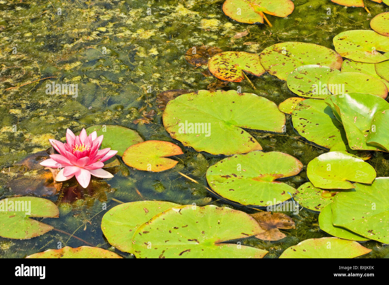 Water lily Nymphaea tetragona Stock Photo - Alamy