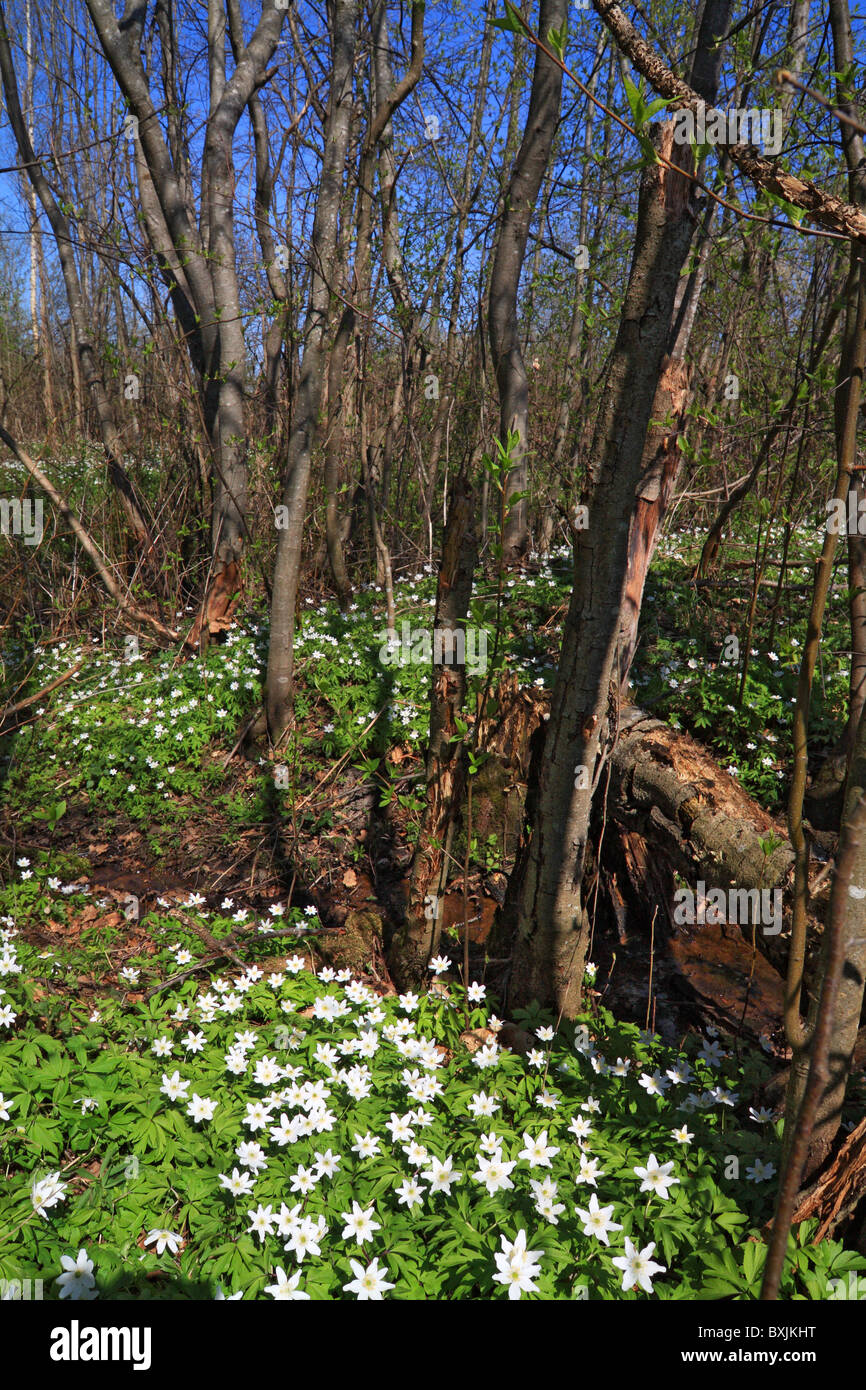 snowdrops in spring wood Stock Photo - Alamy