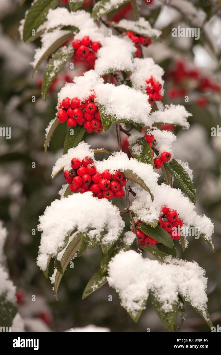 Christmas greeting cards winter hi-res stock photography and images - Alamy