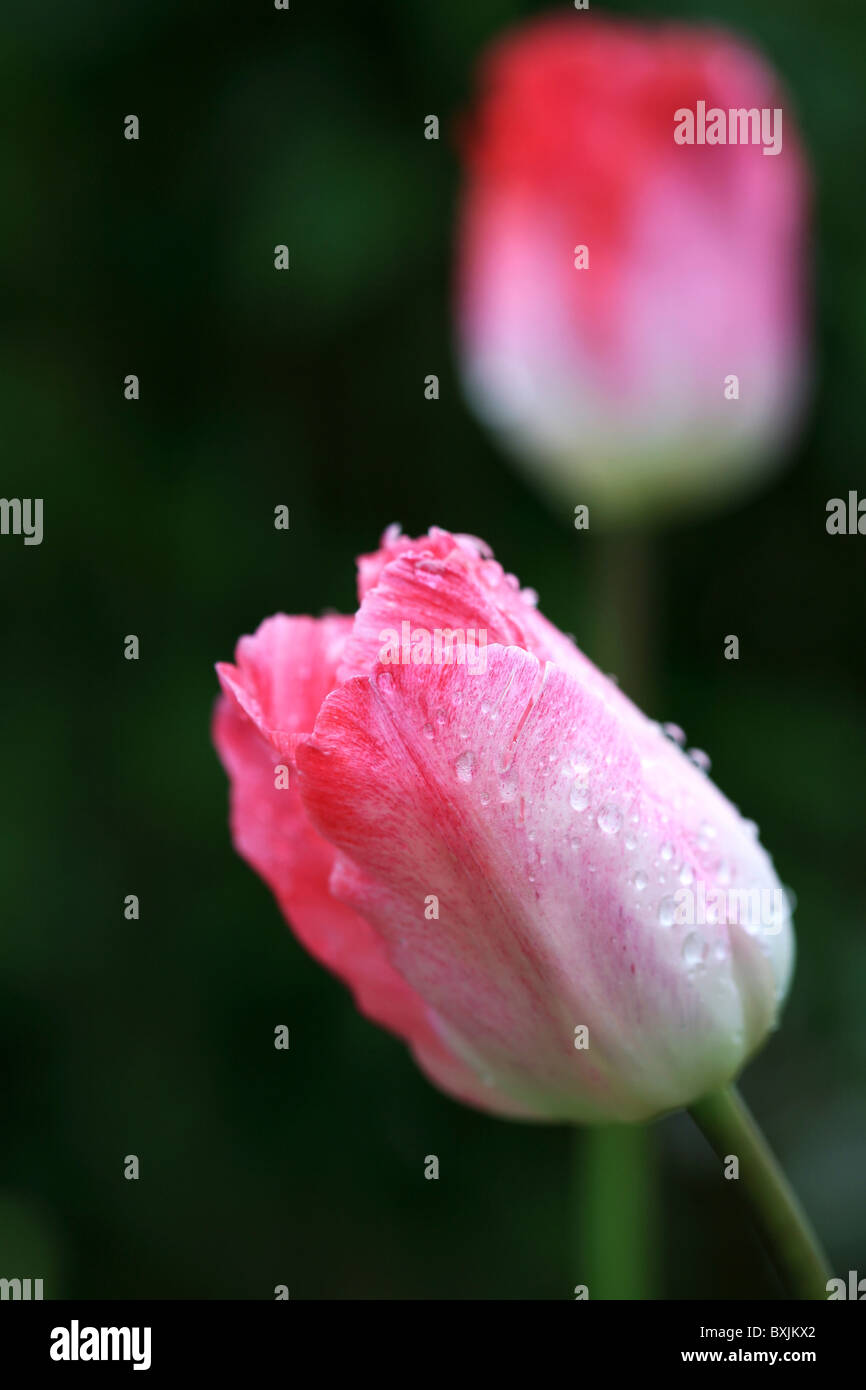 Tulip garden two hi-res stock photography and images - Alamy