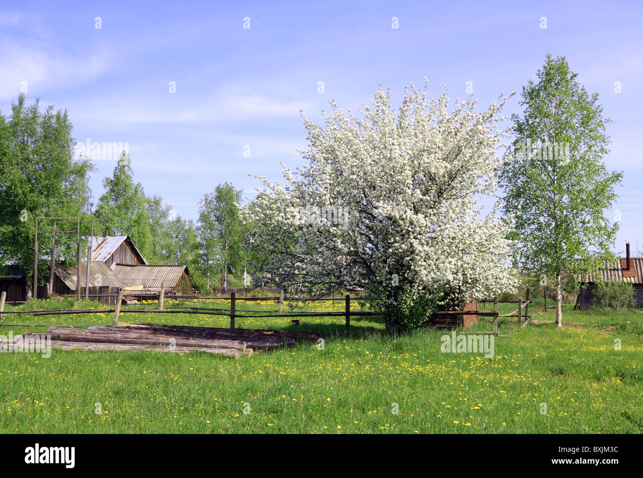 Aple trees hi-res stock photography and images - Alamy