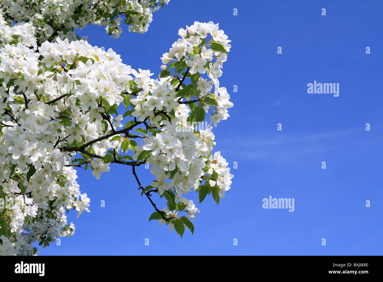 branch of a flowering apple tree Stock Photo - Alamy
