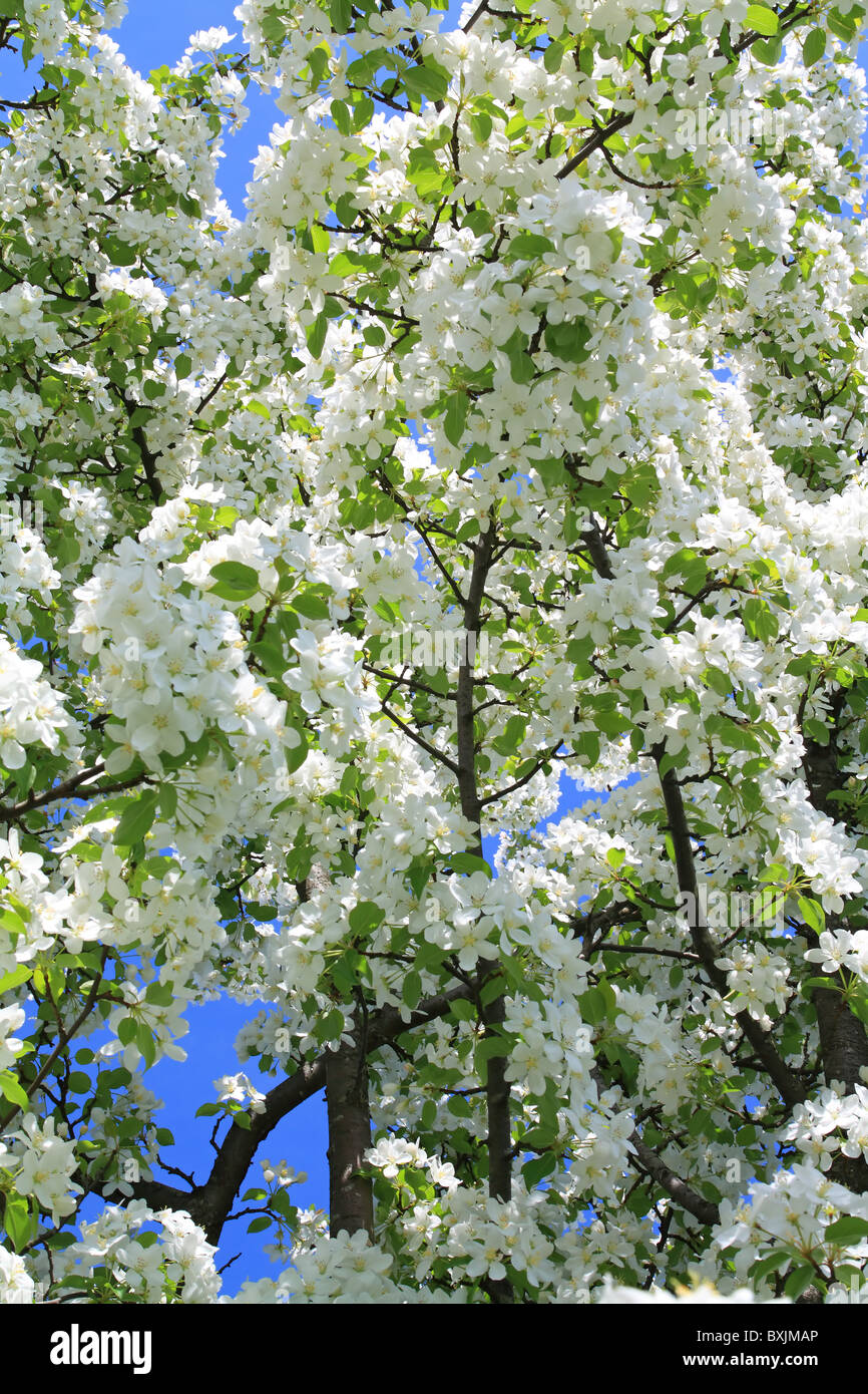 Aple trees hi-res stock photography and images - Alamy