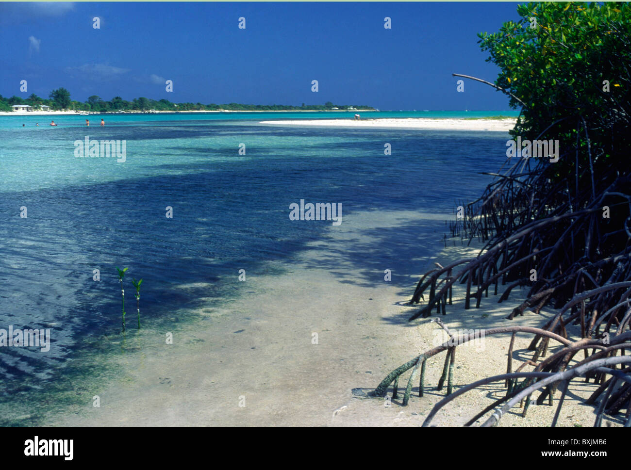 Beach sea mangrove Owen Island, Little Cayman, Cayman Islands Stock ...