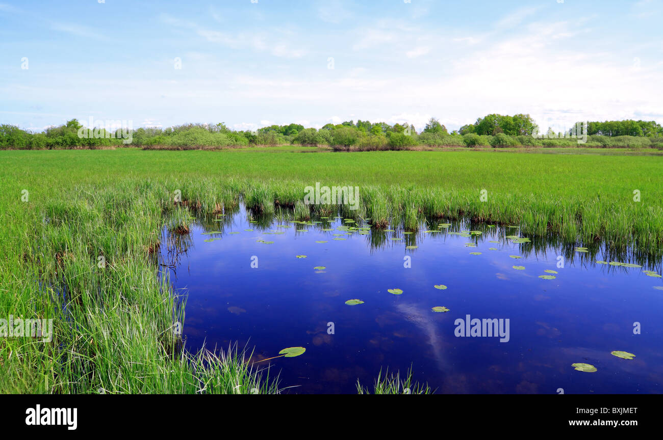 small lake on spring field Stock Photo - Alamy