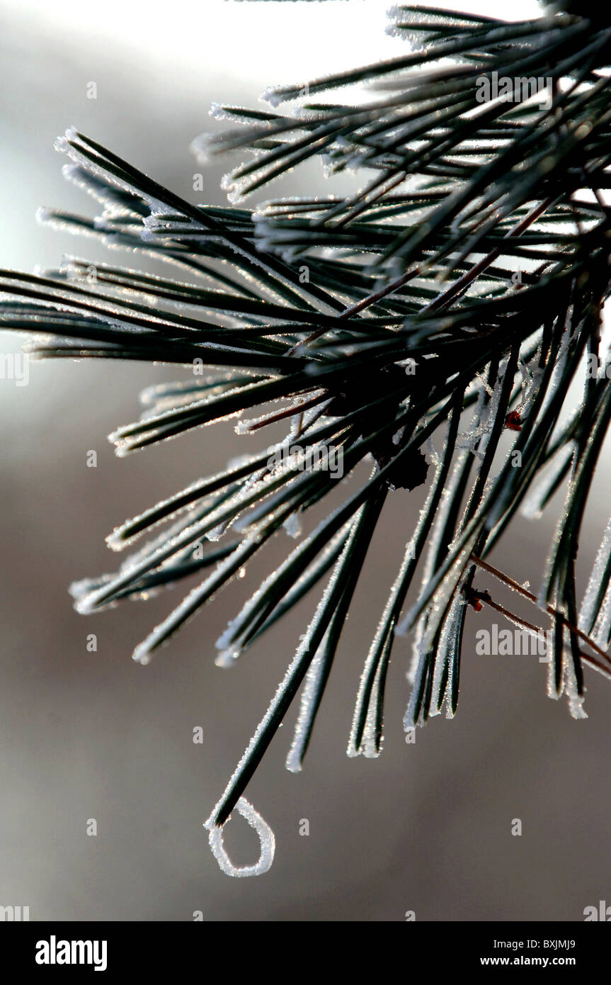 Tree branch patterns hi-res stock photography and images - Alamy