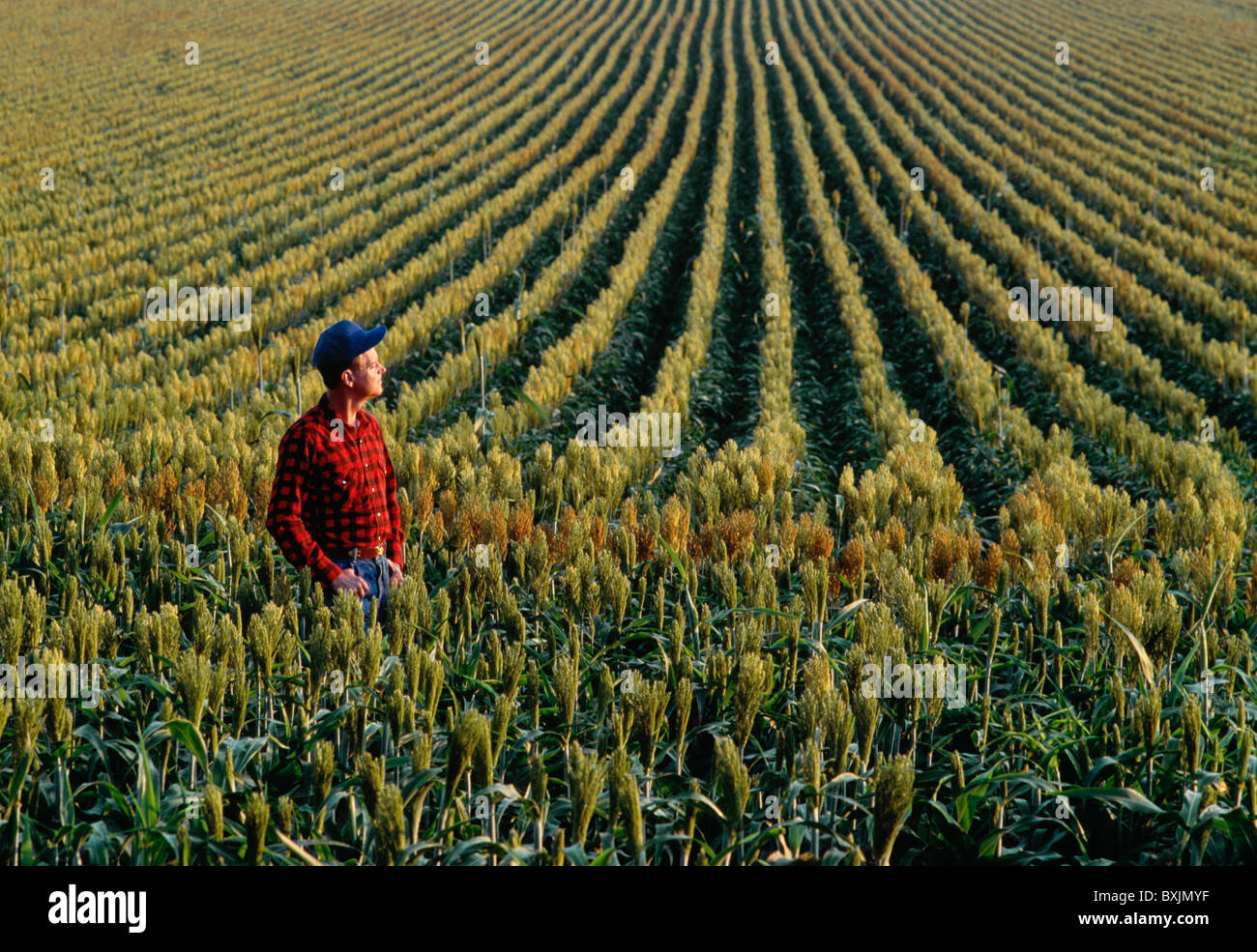 Farmer Surveying Millet Field Stock Photo - Alamy