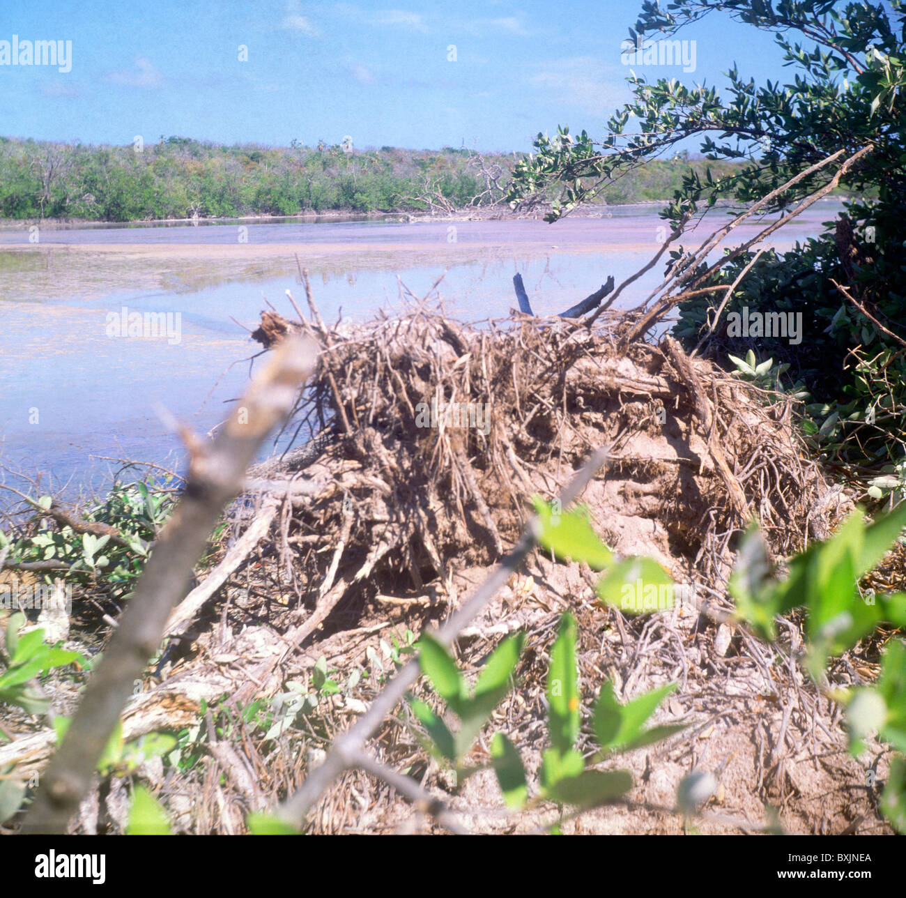 Mangrove swamp Little Cayman Island Cayman islands Stock Photo - Alamy