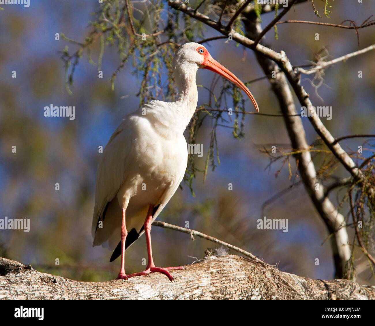 Ibisbird High Resolution Stock Photography and Images - Alamy
