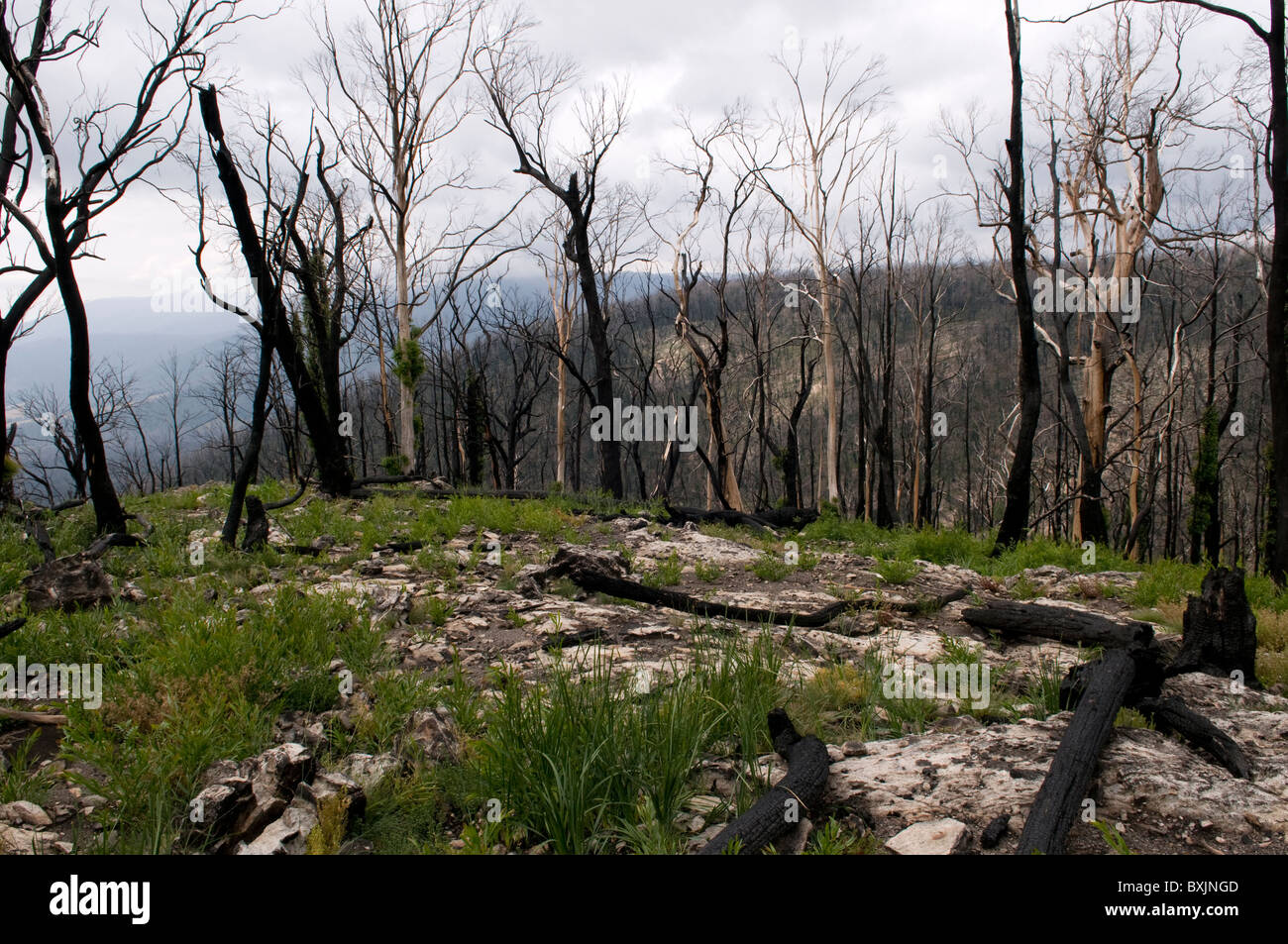 Fire damaged trees and bush showing regrowth a year after a bushfire ...