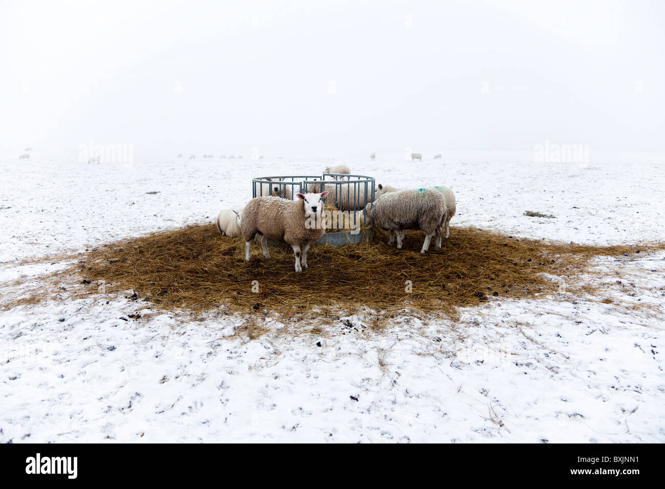 Sheep feeding hay moorland hi-res stock photography and images - Alamy