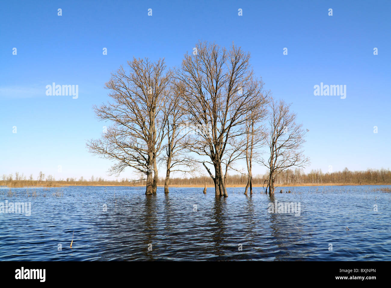 tree in water Stock Photo - Alamy