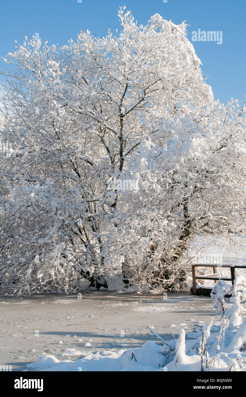 Pond and tree hi-res stock photography and images - Alamy
