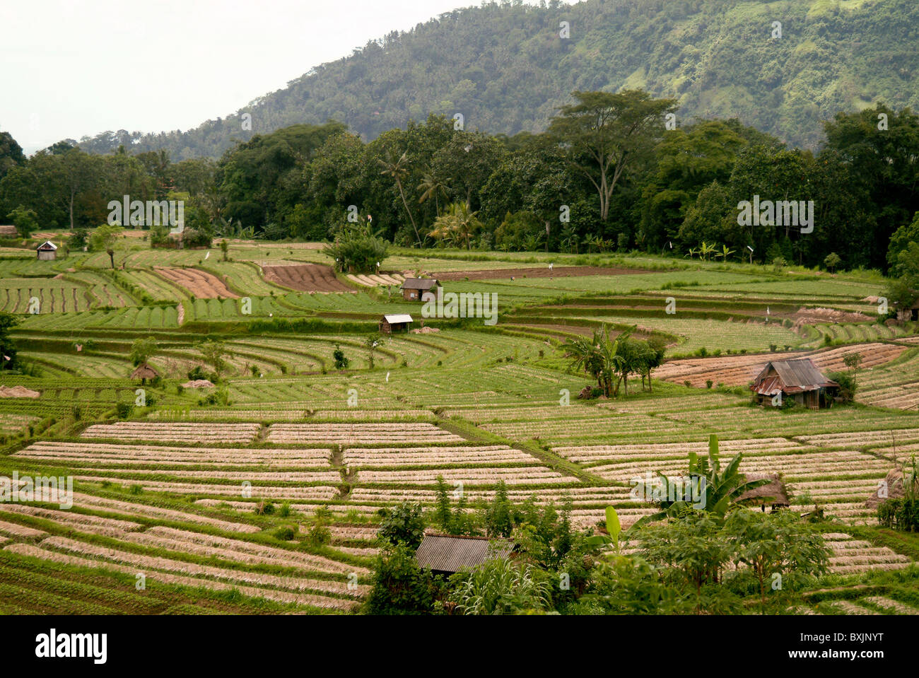 In the village of Iseh, Bali, Indonesia, terraced rice fields are ...