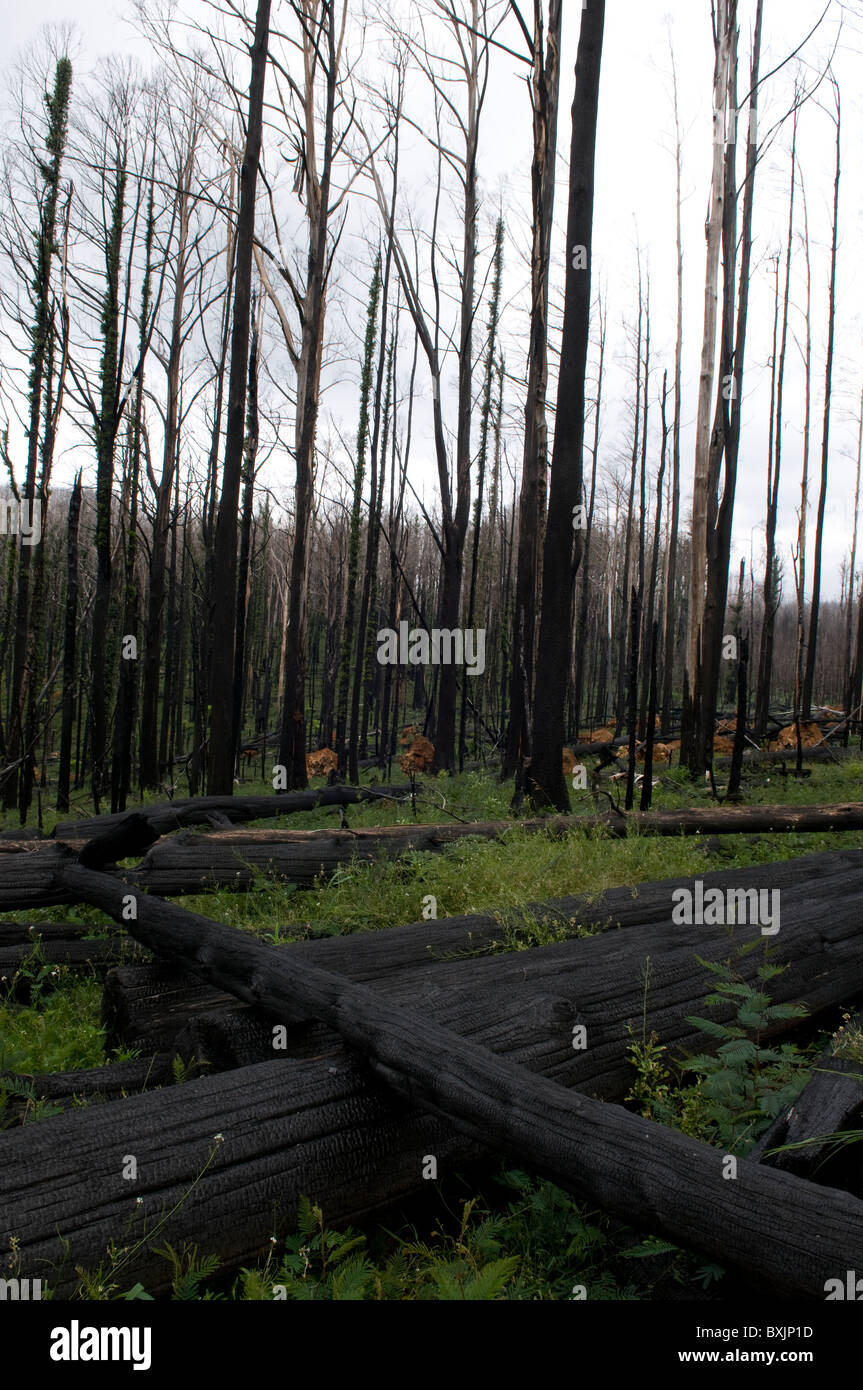 Fire damaged trees and bush showing regrowth a year after a bushfire ...