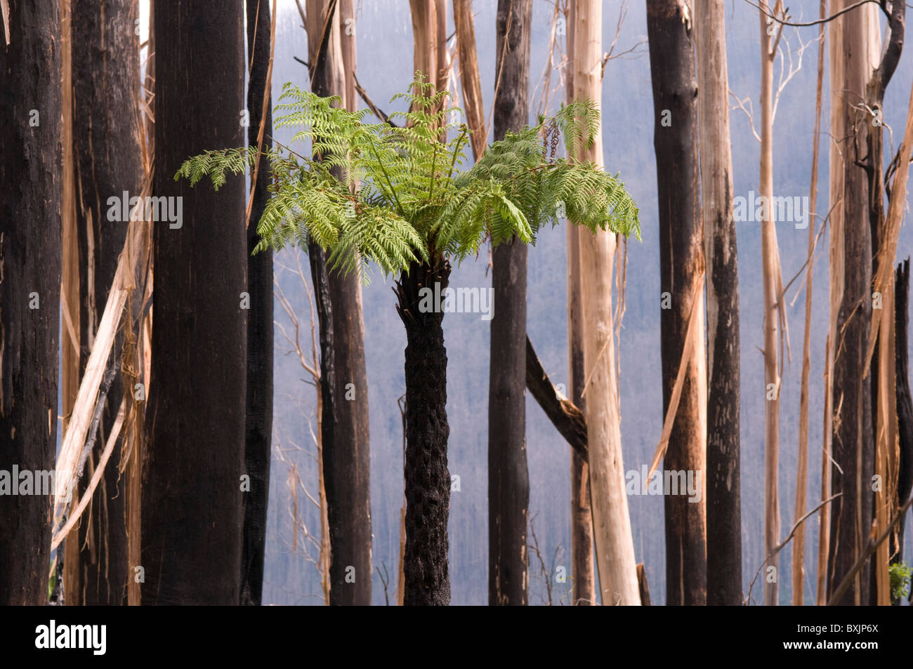 Fire damaged trees and tree fern showing regrowth a year after a ...