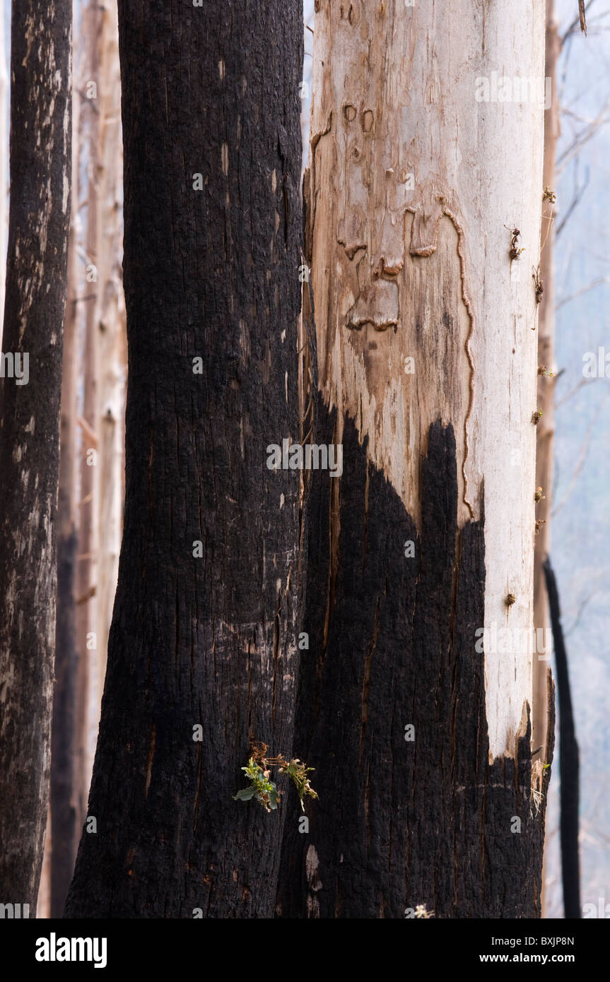 Close up of the trunk of a fire damaged gum tree Stock Photo - Alamy