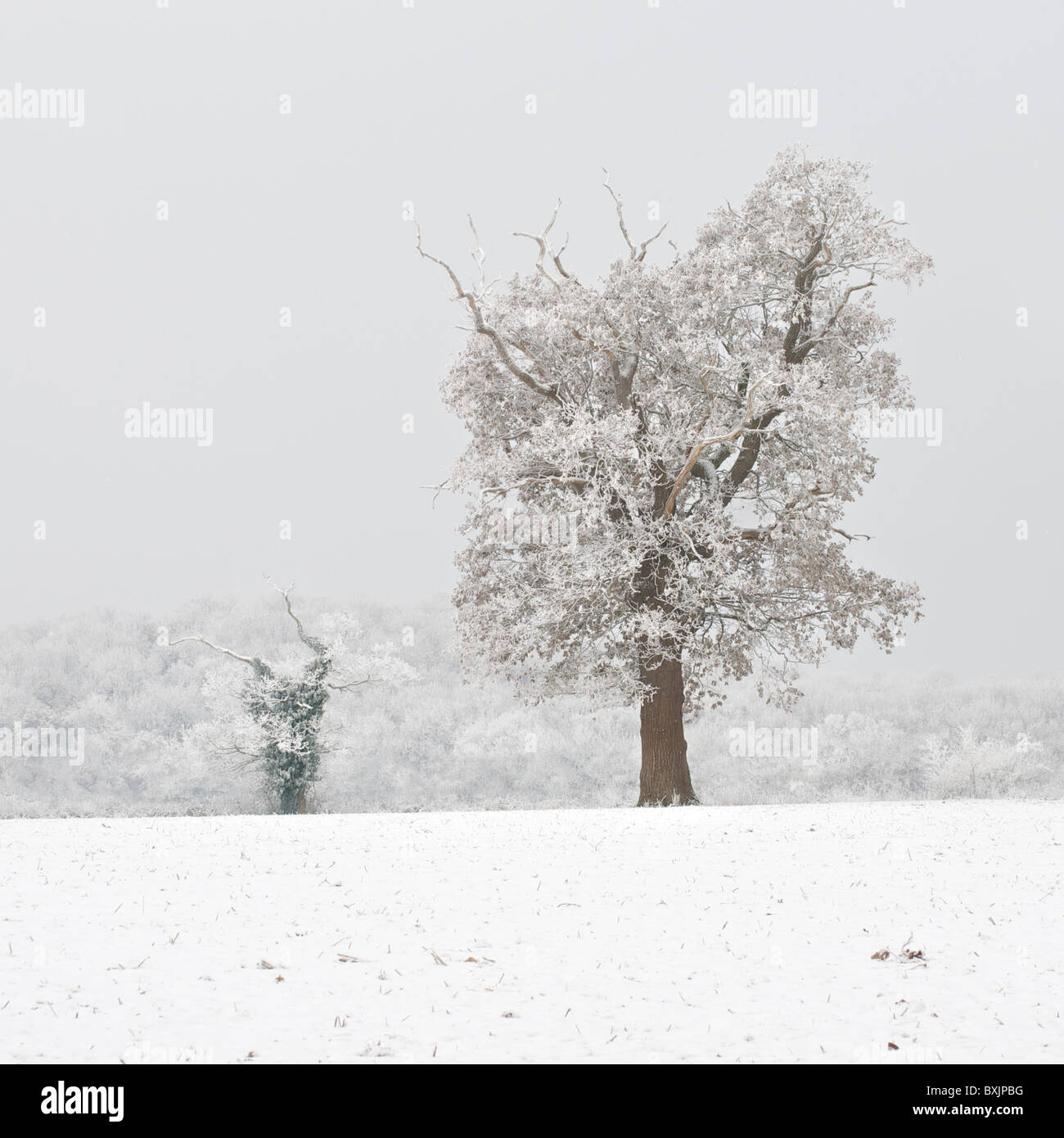 Oak tree in december snow hi-res stock photography and images - Alamy