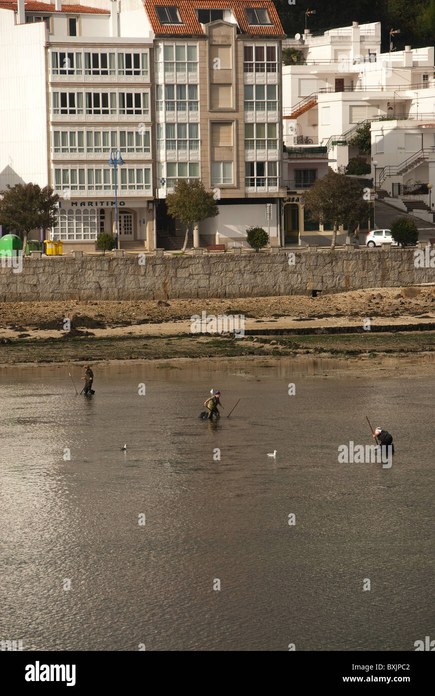Cockle fishing at La Toja, Spain Stock Photo - Alamy