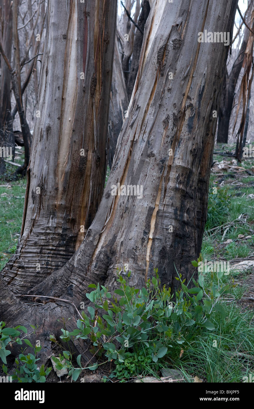Fire Damaged Trees Showing Regrowth High Resolution Stock Photography ...
