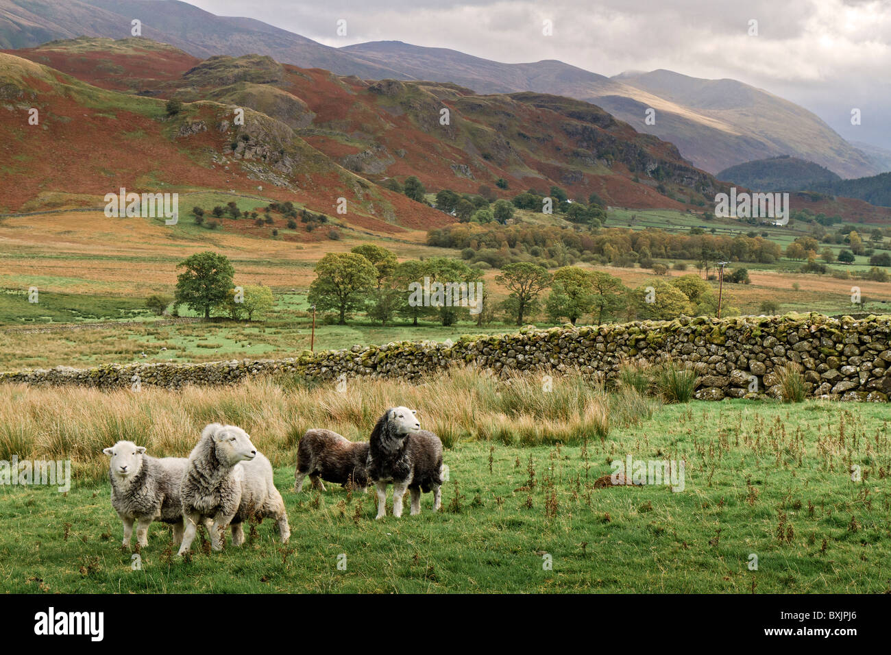 Sheep trees uk hi-res stock photography and images - Alamy