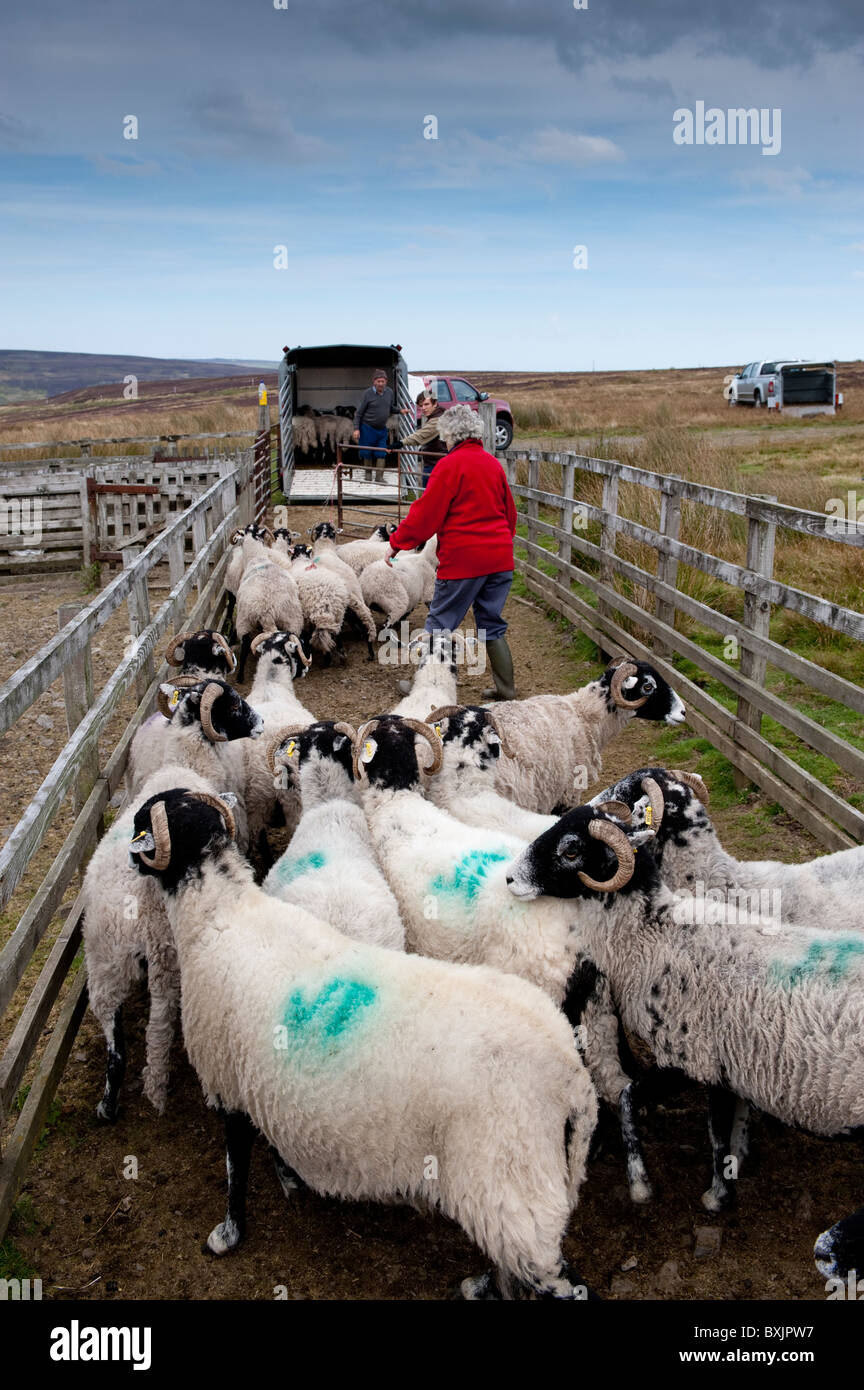 Shepherd by a sheep pen hi-res stock photography and images - Alamy