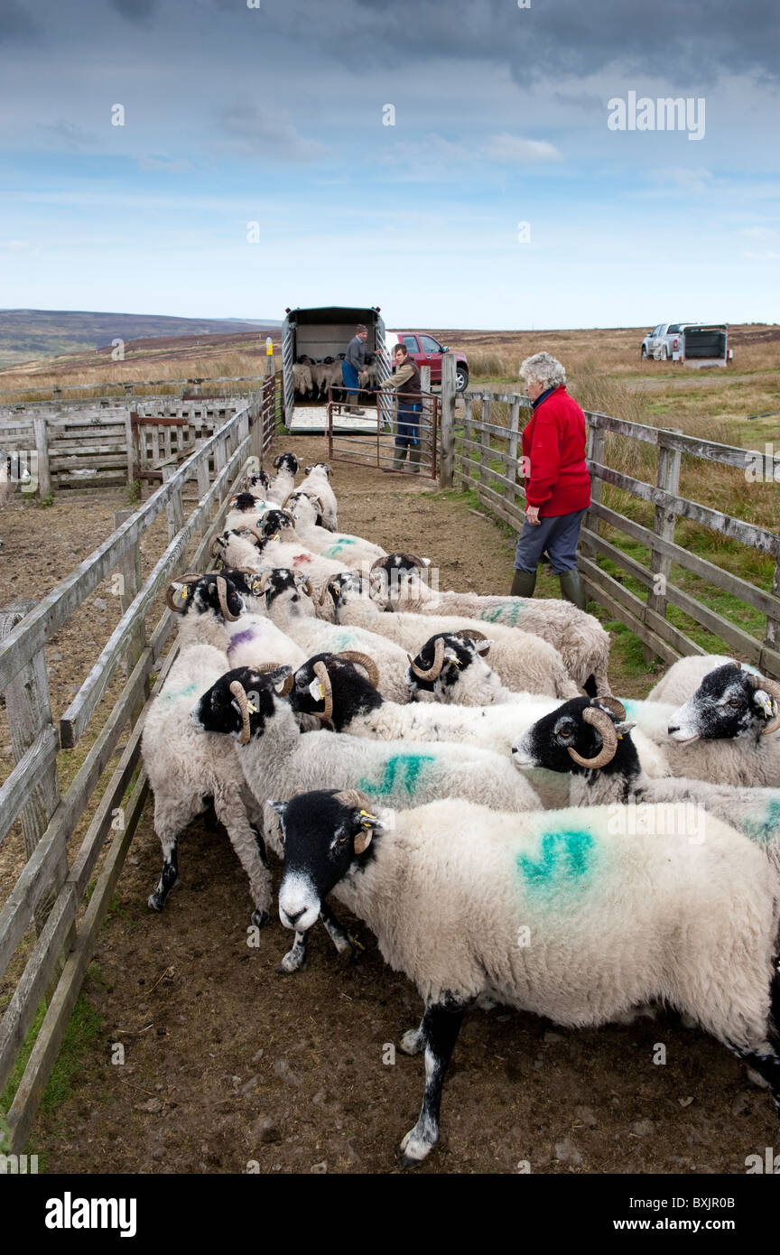 Hill farmer loading sheep from pens after a fell gather onto a trailer ...