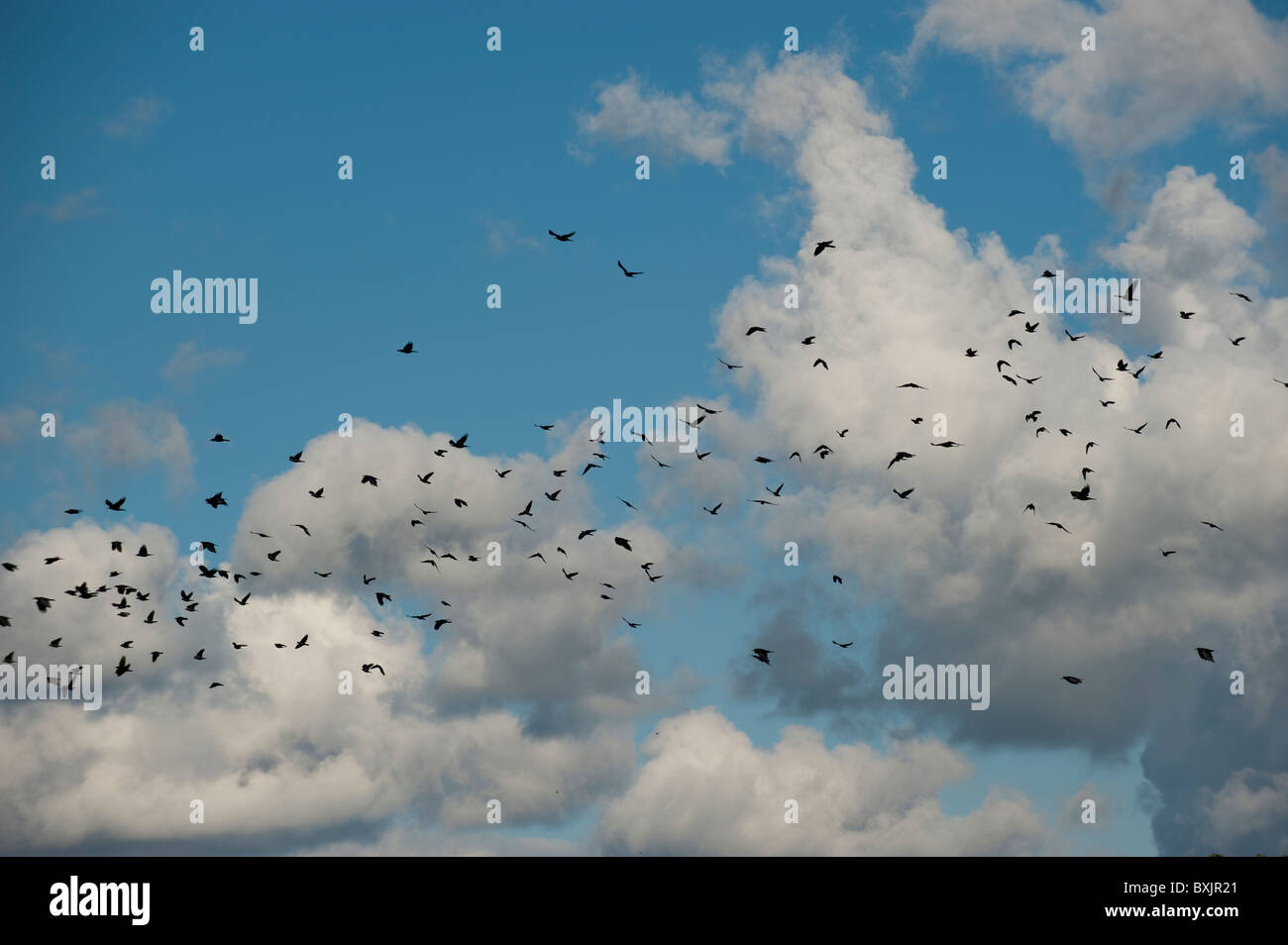 Flock of Rooks and Jackdaws flying across sky Stock Photo - Alamy