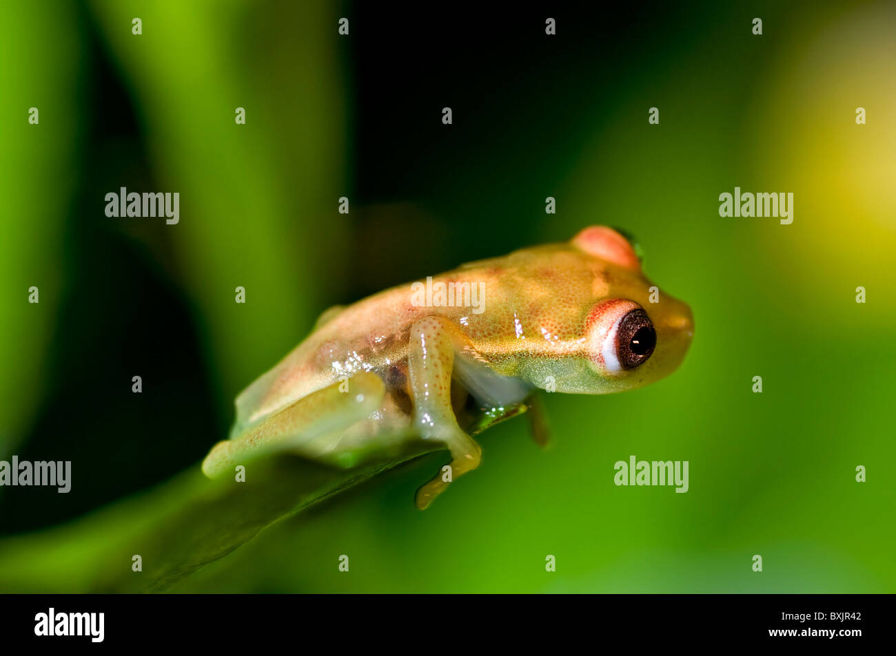 Hyla punctata tree frog from Ecuador Stock Photo - Alamy
