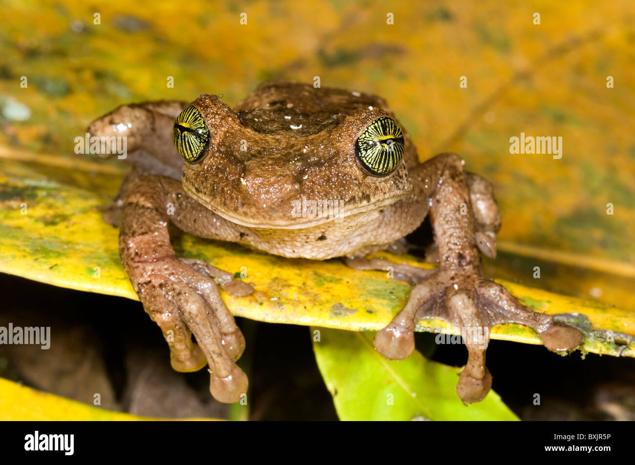 Osteocephalus taurinus frog from Ecuador Stock Photo - Alamy