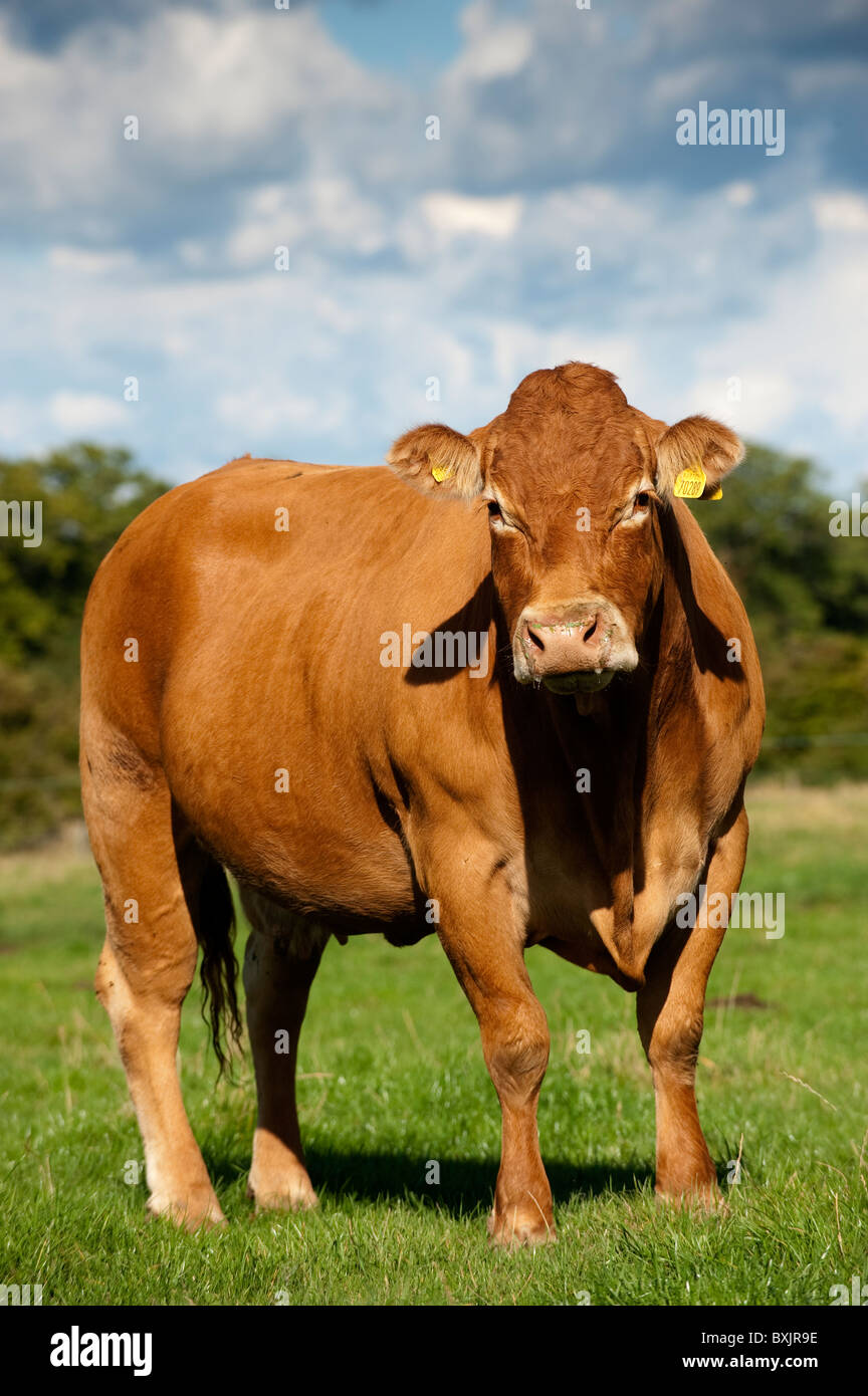 Limousin cattle on the pasture hi-res stock photography and images - Alamy