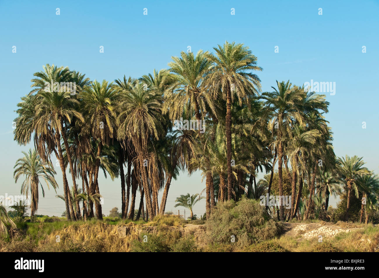 Egypt. Date palms along the Nile Stock Photo - Alamy