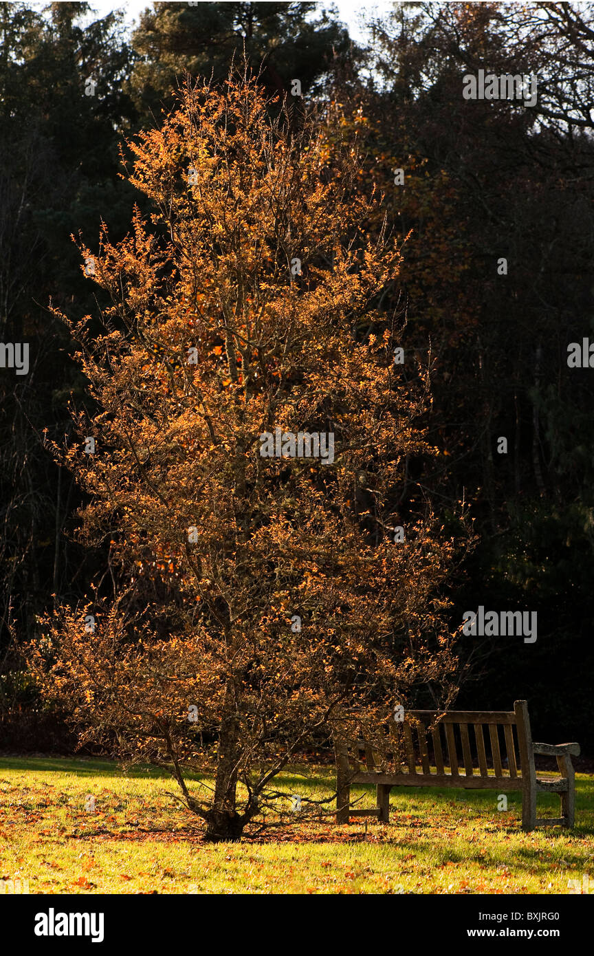 Nothofagus Antarctica, Antarctic Beech, at RHS Rosemoor, Devon, England ...