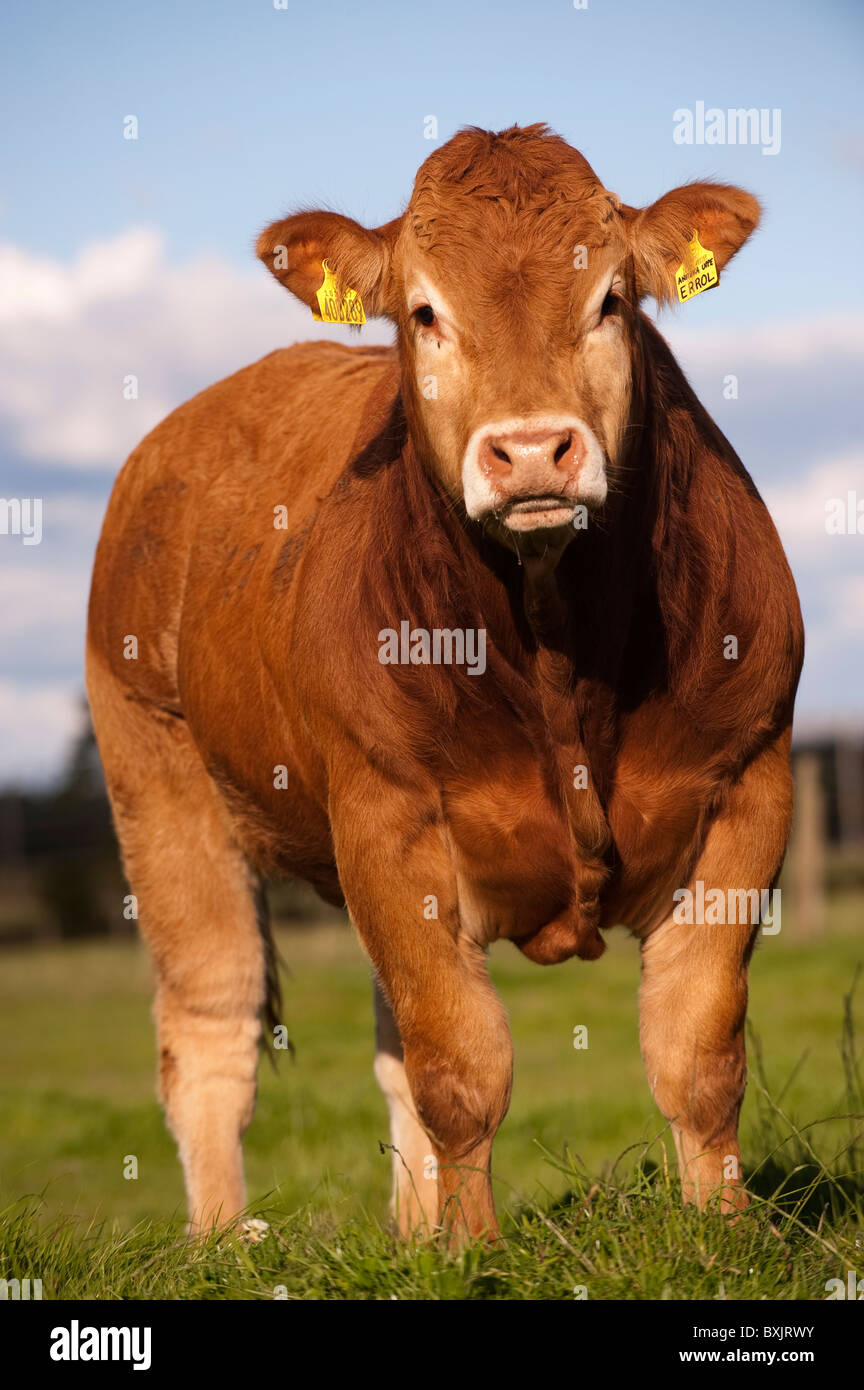 Limousin Bulls Stock Photos & Limousin Bulls Stock Images - Alamy