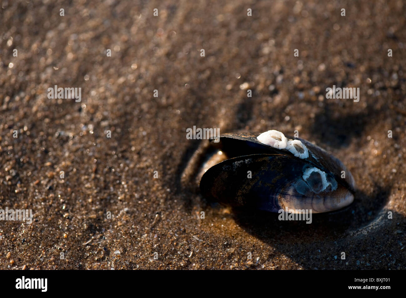 Muscle shell with barnacles in the sand at Croyde Beach, Devon, England ...