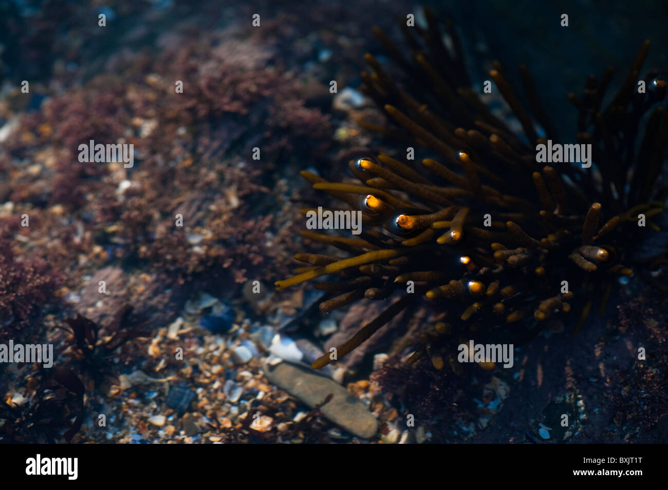 Rock pool submerged seaweed hi-res stock photography and images - Alamy