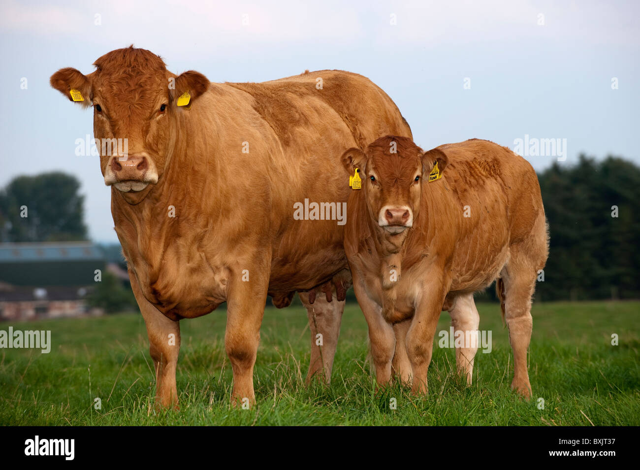 Limousin cow and calf on grass pastures. Cumbria Stock Photo - Alamy
