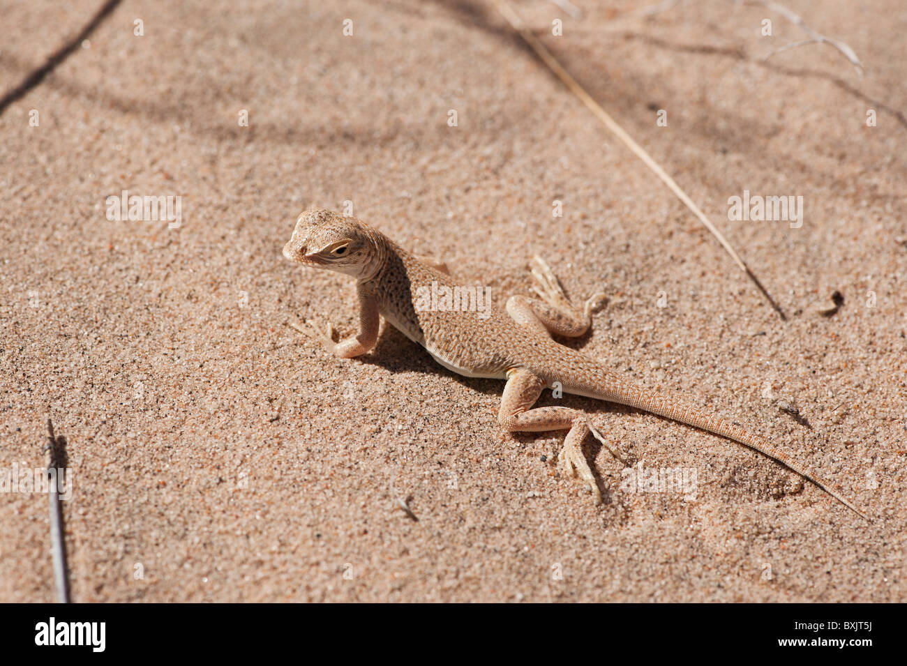 Mojave fringe-toed lizard - Uma scoparia - on sand, Kelso Dunes ...