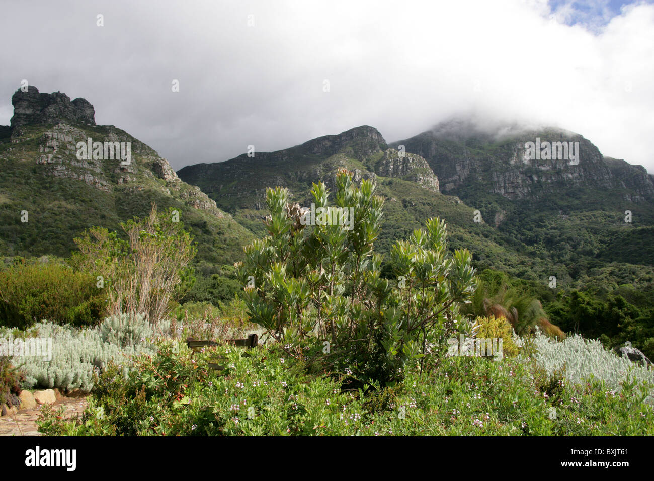 Table mountain plants hi-res stock photography and images - Alamy