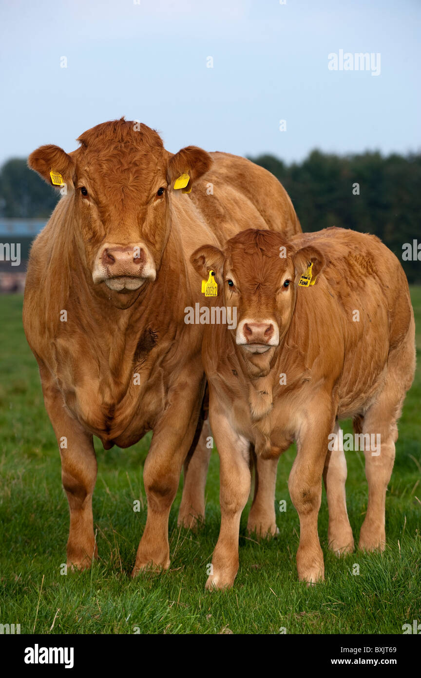 Grass pastures hi-res stock photography and images - Alamy